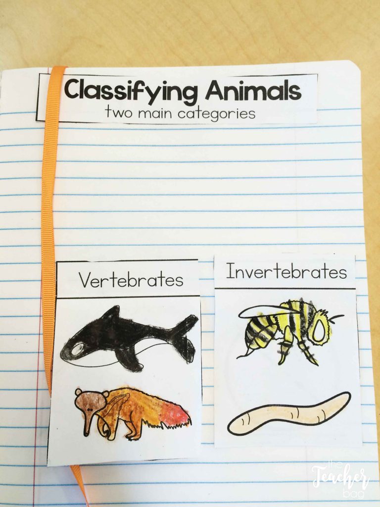 Animal Classification - The Teacher Bag