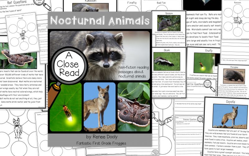 Nocturnal Animal Resources - The Teacher Bag