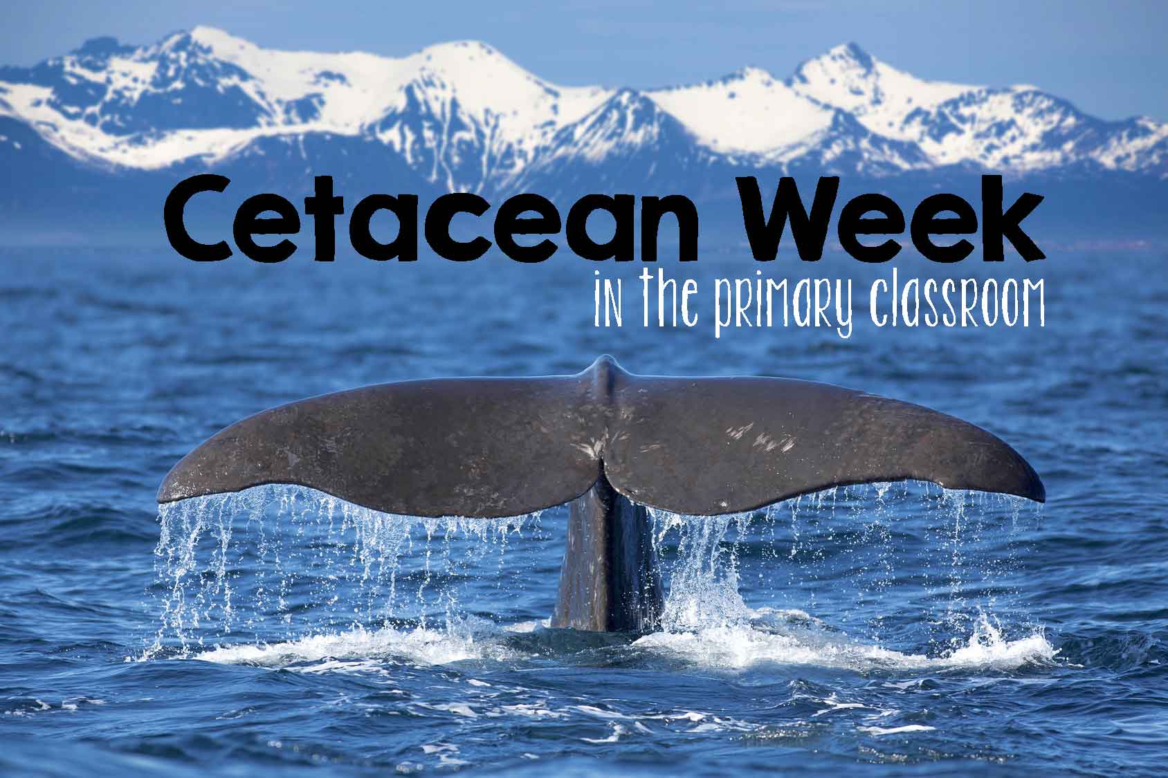 Cetacean Week - The Teacher Bag