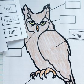 Owl Resources - The Teacher Bag