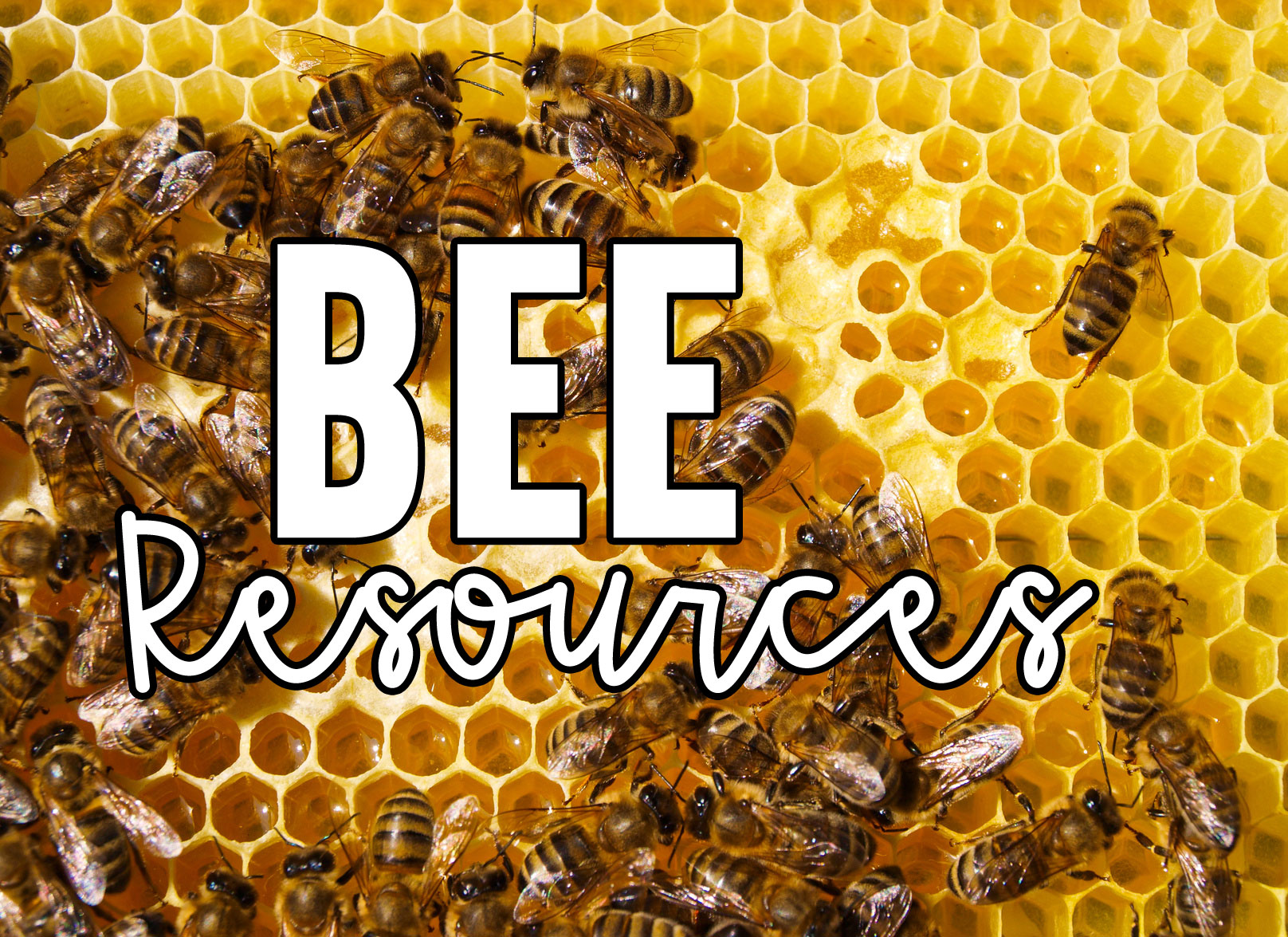 What's the Latest Buzz? Bee Resources - The Teacher Bag