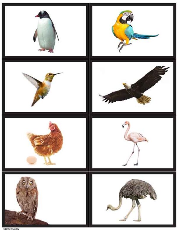 What's Your Class? Animal Classification - The Teacher Bag