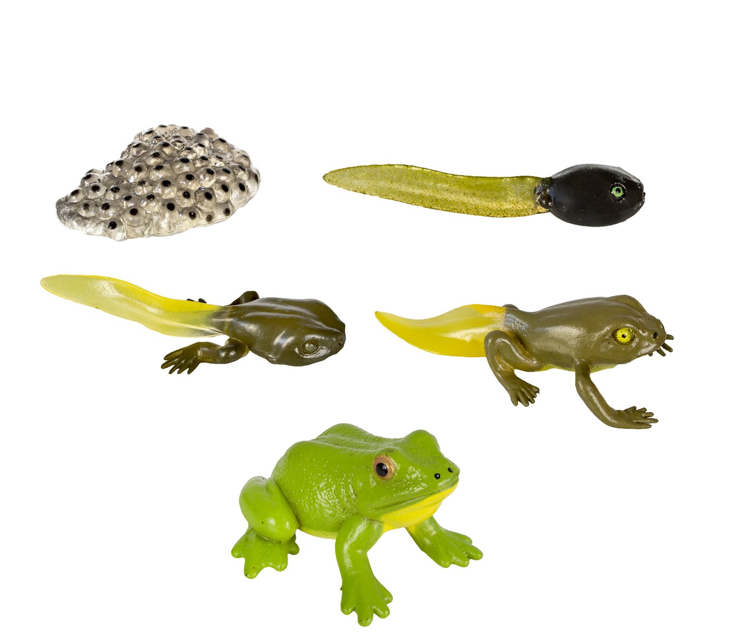 Interactive Frog Resources for the Classroom - The Teacher Bag