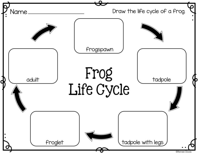 Frogs Nonfiction Unit - The Teacher Bag