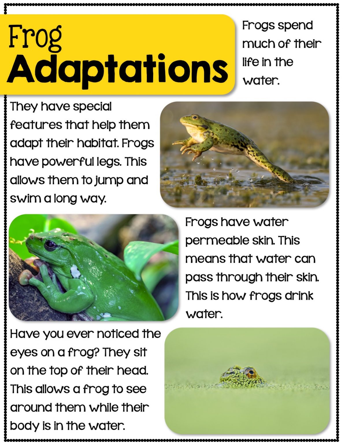 Frogs Nonfiction Unit - The Teacher Bag